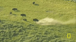 Bison Running Around Chasing GIF | GIFDB.com