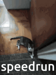 Black And White Cat Memes Speed Run Focus GIF | GIFDB.com