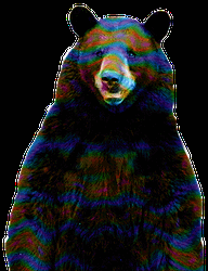 Black Bear Tripping GIF | GIFDB.com