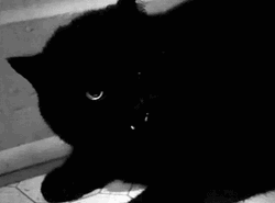 Black Cat Fangs GIF | GIFDB.com