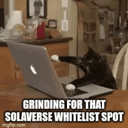 Black Cat Grinding For Solaverse Whitelist Spot Meme GIF | GIFDB.com