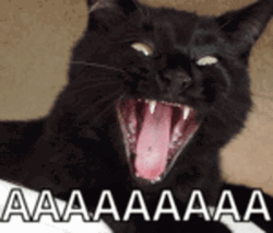 Black Cat Scream Aaaaaaaaaaa GIF | GIFDB.com