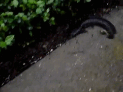 Black Eel Fish GIF | GIFDB.com