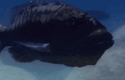 Black Groupers Blowing Small Fish GIF | GIFDB.com