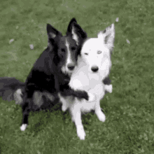Black & White Cuddle Buddy Dog Hug GIF | GIFDB.com