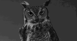 Blinking Owl Greyscale GIF | GIFDB.com