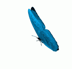 Blue Butterfly GIFs | GIFDB.com