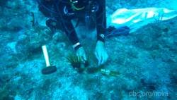 Blue Coral Fish Swimming GIF | GIFDB.com