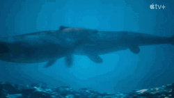 Blue Whale Vs Mosasaurus GIF | GIFDB.com