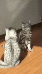 Body Slam 220 X 390 Gif GIF | GIFDB.com