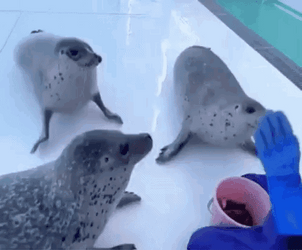 Bouncing Seals Happy For Meal Time GIF | GIFDB.com