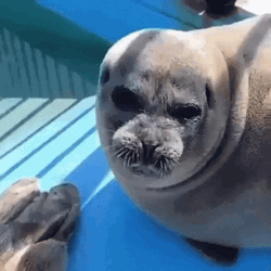 Bouncing Seals Want Some Treats GIF | GIFDB.com