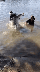 Boys Catching Catfish GIF | GIFDB.com