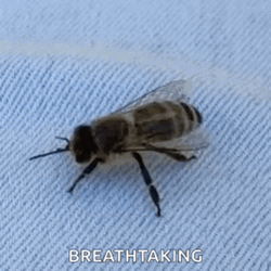 Breathtaking Bee Meme GIF | GIFDB.com