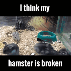Broken Hamster Flipping Over Meme GIF | GIFDB.com