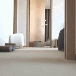Brown Cat Running GIF | GIFDB.com