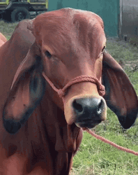 Brown Cow Eye Brow Raise GIF | GIFDB.com