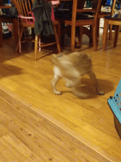 Brown Dog Happy Playing Chasing Tail GIF | GIFDB.com