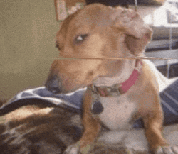Brown Dog Side Eye Meme GIF | GIFDB.com