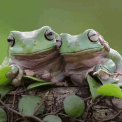 Bts Cute Frog Look Alike GIF | GIFDB.com