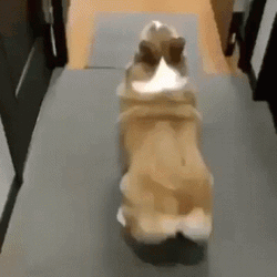 Bubble Butt Twerking Dog GIF | GIFDB.com