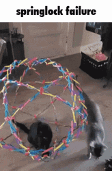 Bubu Cat Springlock Failure GIF | GIFDB.com