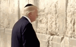 Build The Wall Donald Trump Touching Wall GIF | GIFDB.com