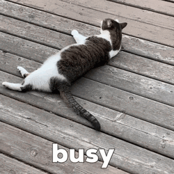 Busy Cat Lick Bath GIF | GIFDB.com