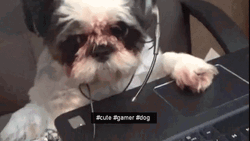 Busy Cute Gamer Dog GIF | GIFDB.com