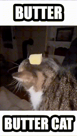Butter Cat Gif GIF | GIFDB.com