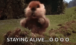 Caddyshack Gopher Staying Alive Dance GIF | GIFDB.com