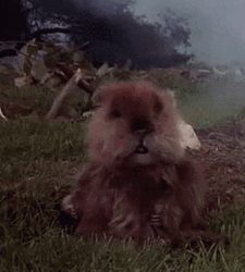 Caddyshack Movie Gopher Emerge From Ground GIF | GIFDB.com