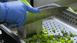 Candy Chopping GIF | GIFDB.com