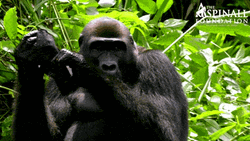 Cap Wear Funny Monkey GIF | GIFDB.com