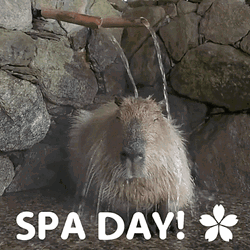 Capybara Spa Day GIF | GIFDB.com
