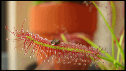 Carnivorous Plant Evolving GIF | GIFDB.com