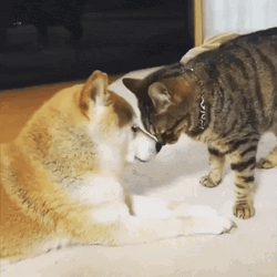Cat And Doge Sweet Moment GIF | GIFDB.com