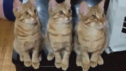Cat Bobbing Head Vibe Keeho P1harmony Meme GIF | GIFDB.com