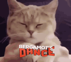 Cat Bobbing Head Fast Motion Kneading Blanket GIF | GIFDB.com