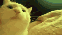 Cat Bobbing Head Disco Party Changing Colors GIF | GIFDB.com