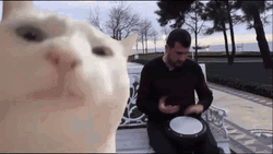 Cat Bobbing Head Jiving Drum Beat Music GIF | GIFDB.com