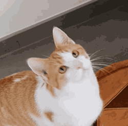 Cat Bobbing Head Cute Sleepy Nod GIF | GIFDB.com