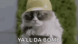 Cat Boss You Da Bomb GIF | GIFDB.com