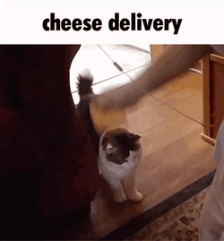 Cat Cheese Delivery Meme GIF | GIFDB.com