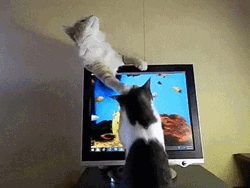 Cat Computer GIFs | GIFDB.com