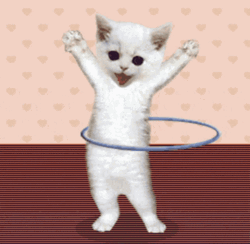 Cat Dance Party Gif
