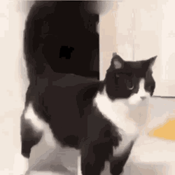 Cat Dancing Funny 3d Moves Meme GIF | GIFDB.com