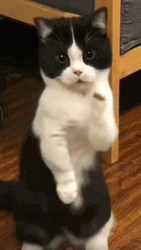 Cat Dancing Meme GIFs | GIFDB.com