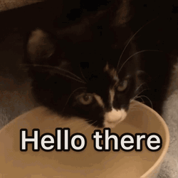 Spongebob Fred Hello There GIF | GIFDB.com