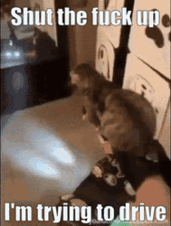 Shut Up Cat Meme